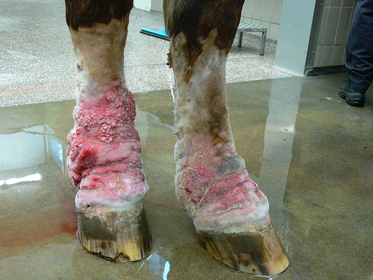 Näppylät ja nyppylät - hevosten ihosairauksien skaala ulottuu ...
