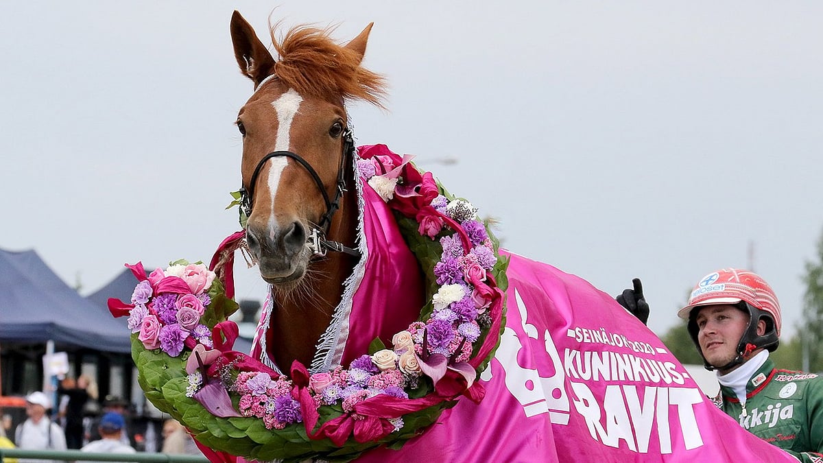 Hannu Torvinen osti kuninkaallisen sukuvarsan – "Kaikki palaset kohtasivat"