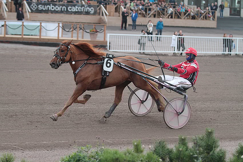 Vixus valloitti Skellefteån, samoin Mr Golden Quick